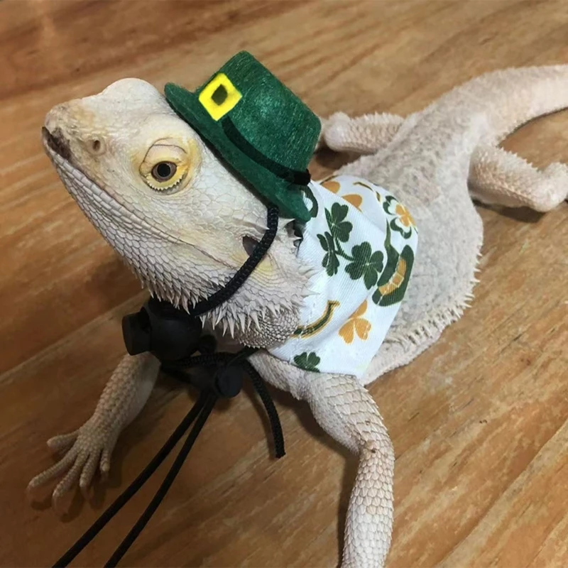 Cute Bearded Dragon Costumes