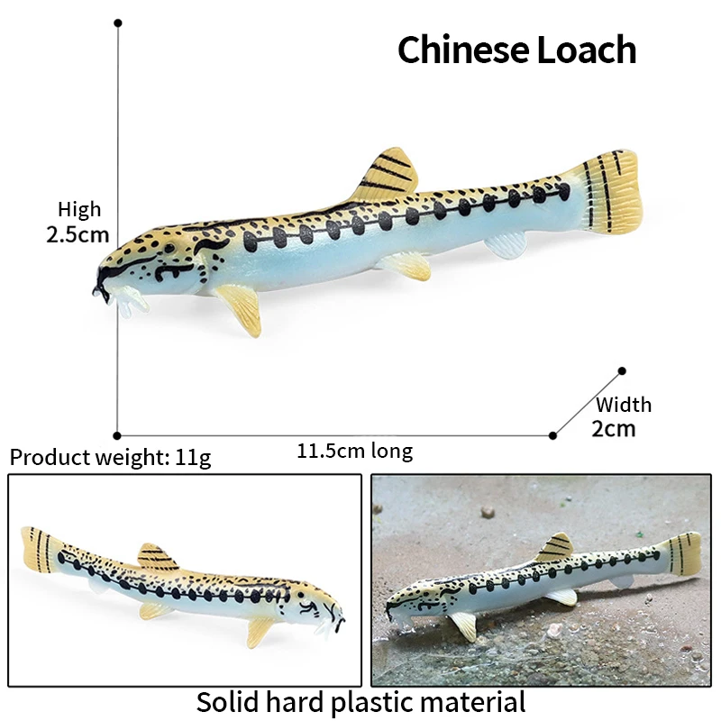 Hi Fin Doll Loaches Fish