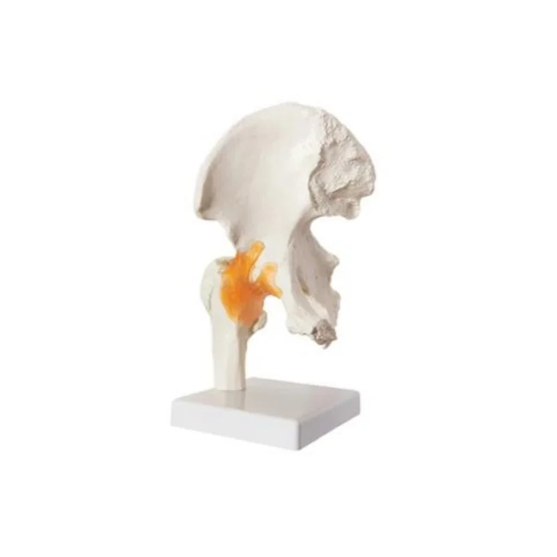 Life-Size-Human-Hip-Bone-Anatomy-Pelvis-Model-with-Flexible-Ligaments ...