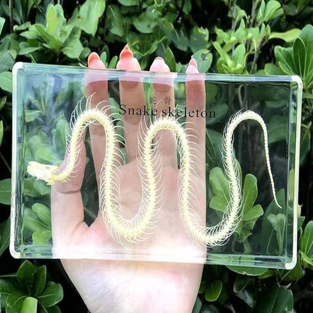 Snake Skeleton Anatomy