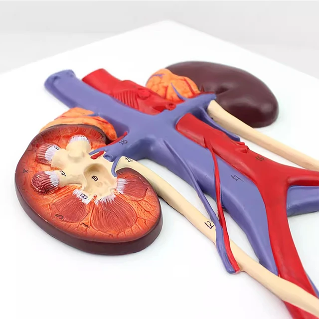 Urinary System Anatomy Model