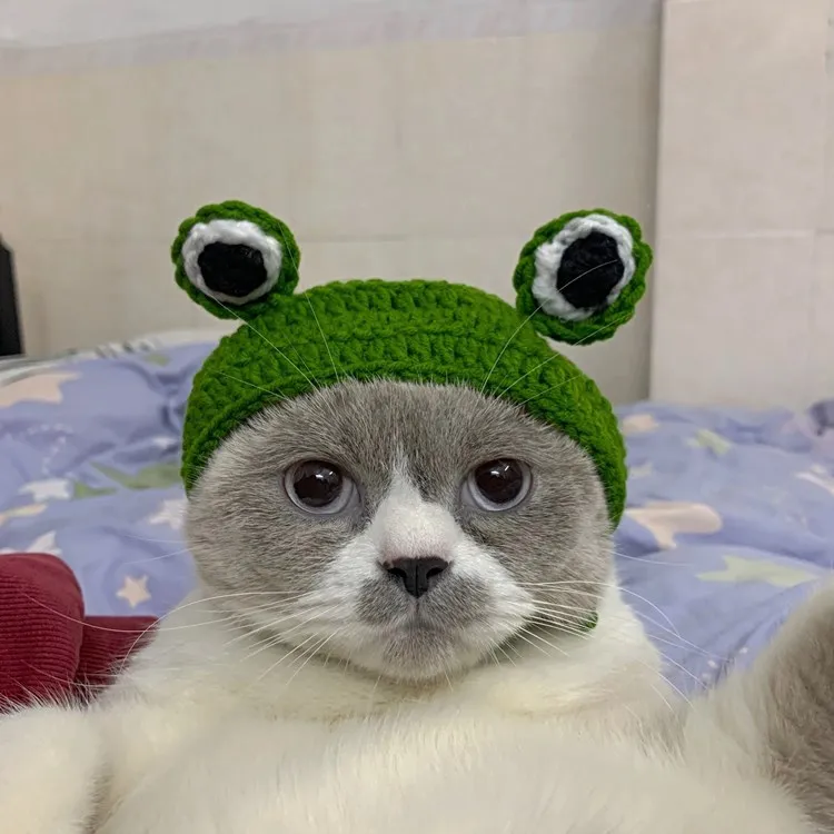 Cats In Frog Hats