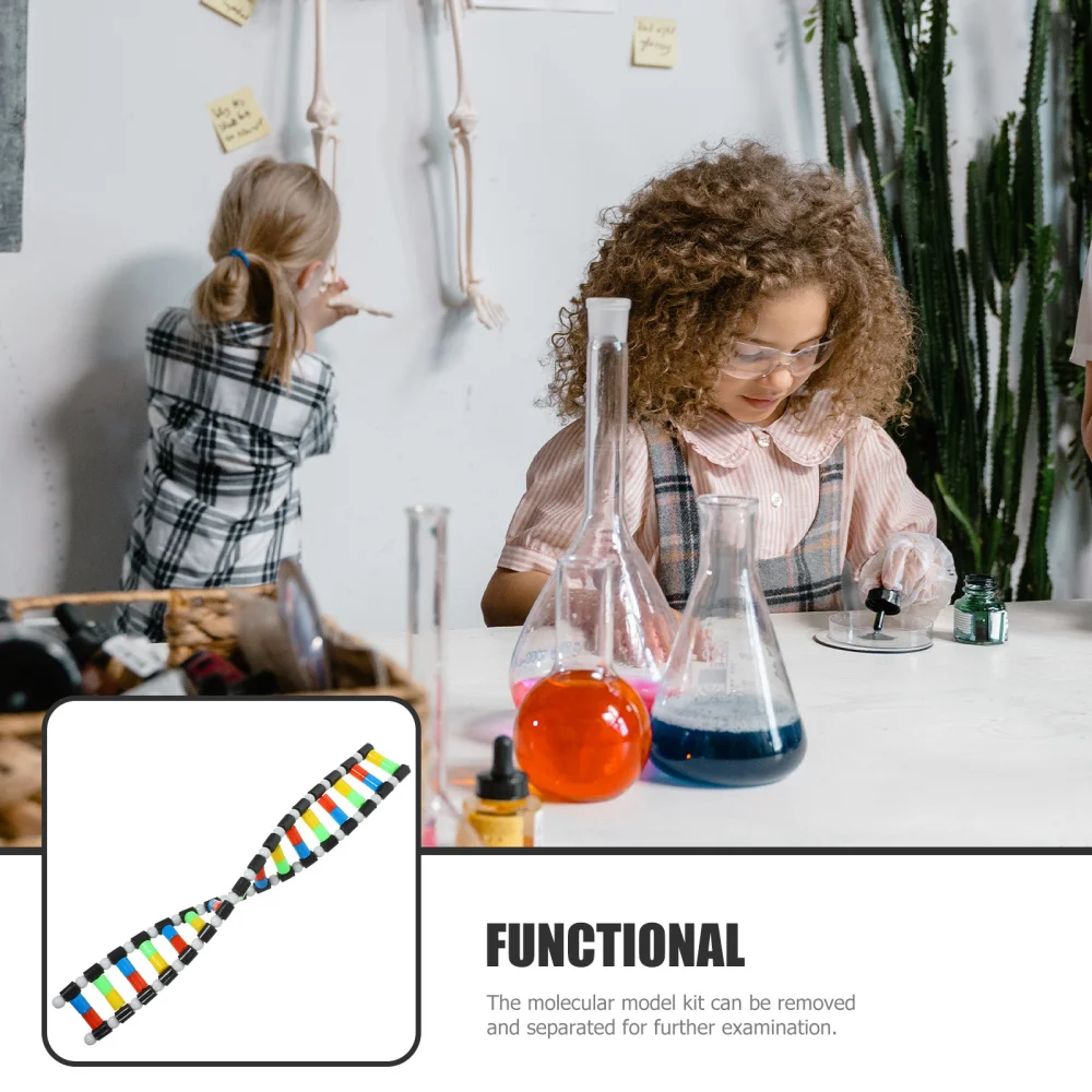 DNA Model Double Helix Model DNA Display Component Student Biology ...