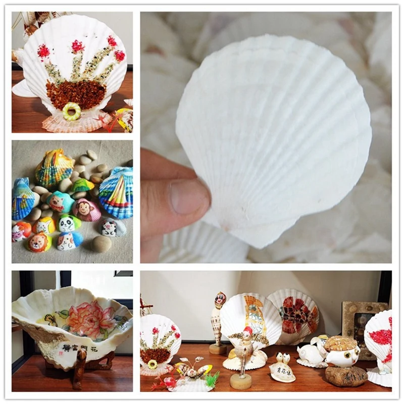 Scallop Shells For Ideas