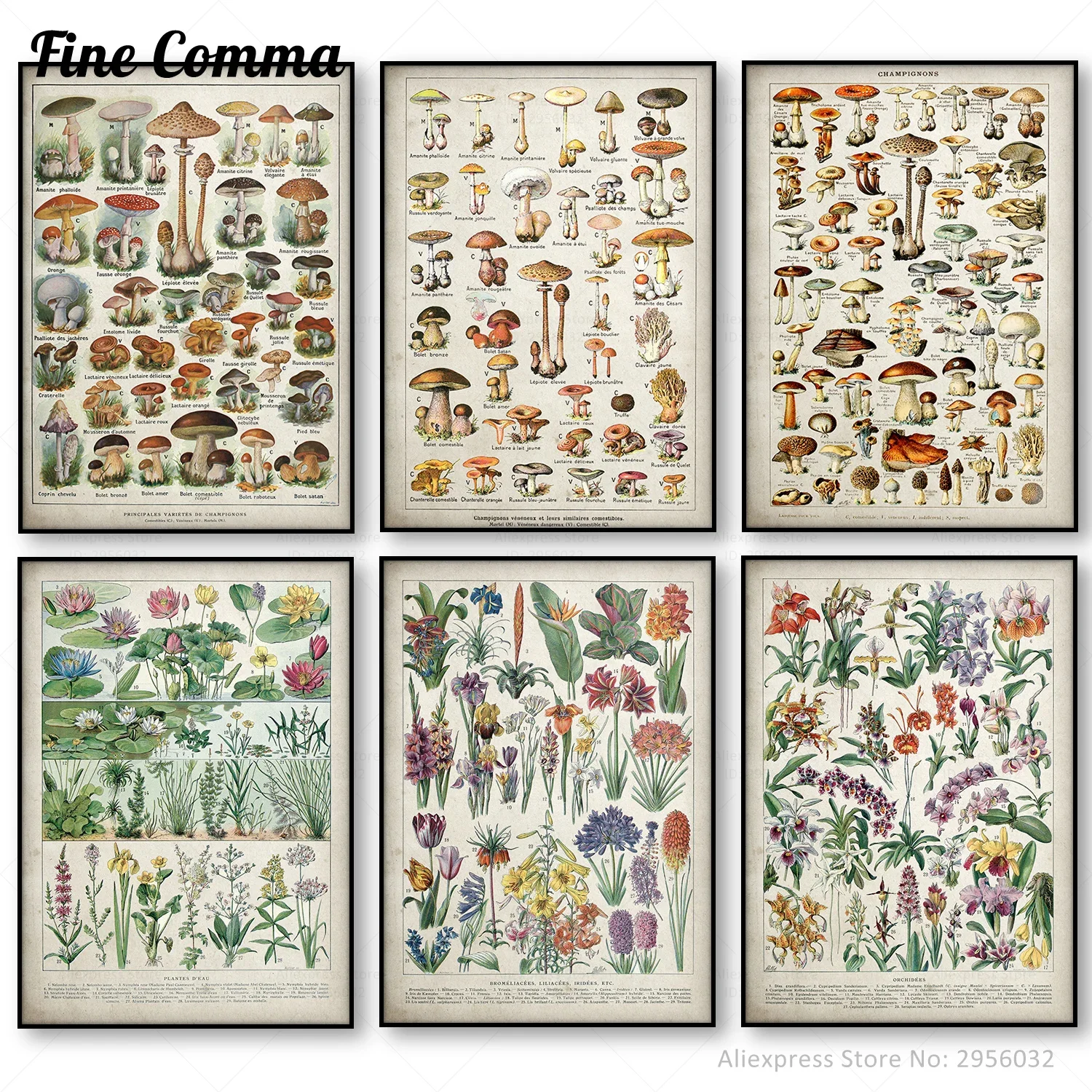 Botanical-Educational-Poster-Mushrooms-Champignons-Identification ...