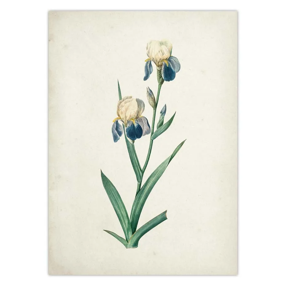 Iris Botanical Print