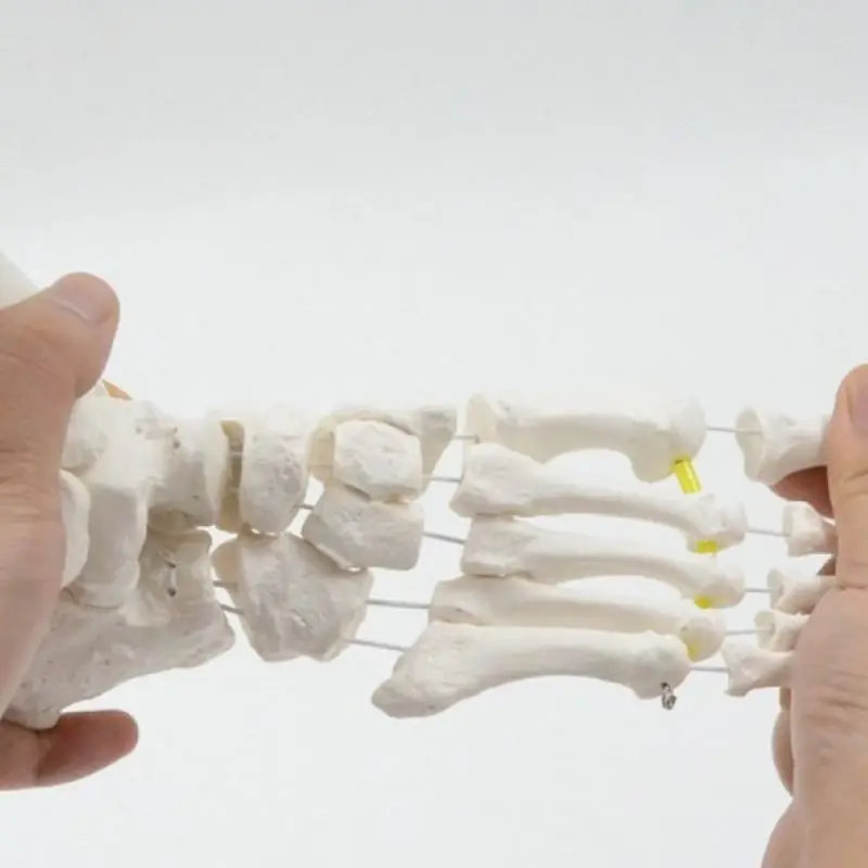 Flexible Foot Bone Model Human Skeleton Anatomy Medical Teaching Tool ...