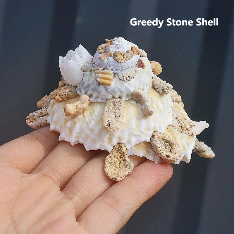 New Greedy Stone Shell Snail Strange Shell Suction Home Decoration ...