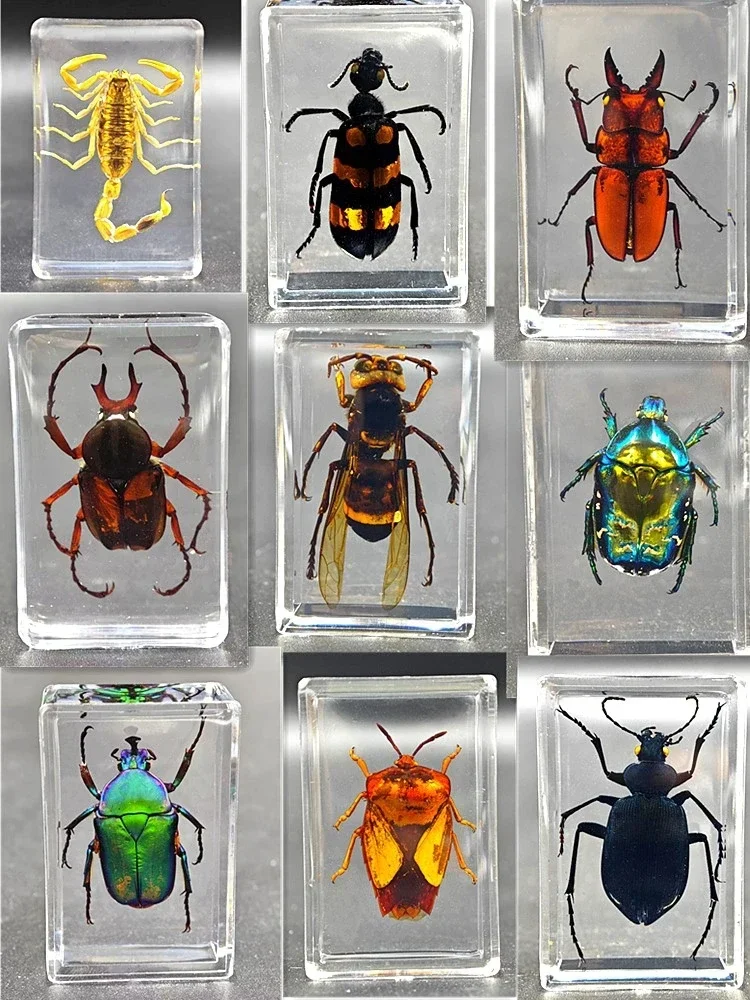 Espec-menes-de-insectos-reales-para-ni-os-resina-mbar-cicada-ciempi-s ...