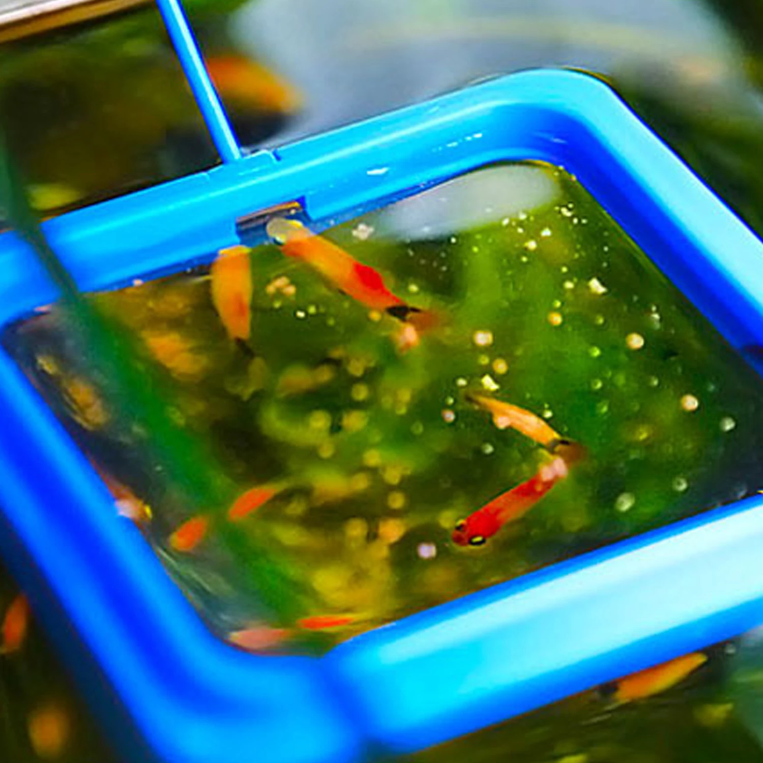 Floating Fish Food Feeder Ring Aquarium Fish Tank Square Round Feeder ...