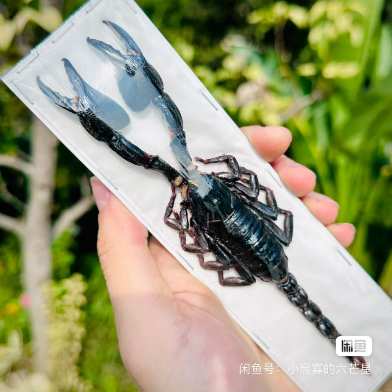 Esp-cimen-de-escorpi-n-alien-gena-azul-y-dorado-A1-A-16CM-Insectos ...