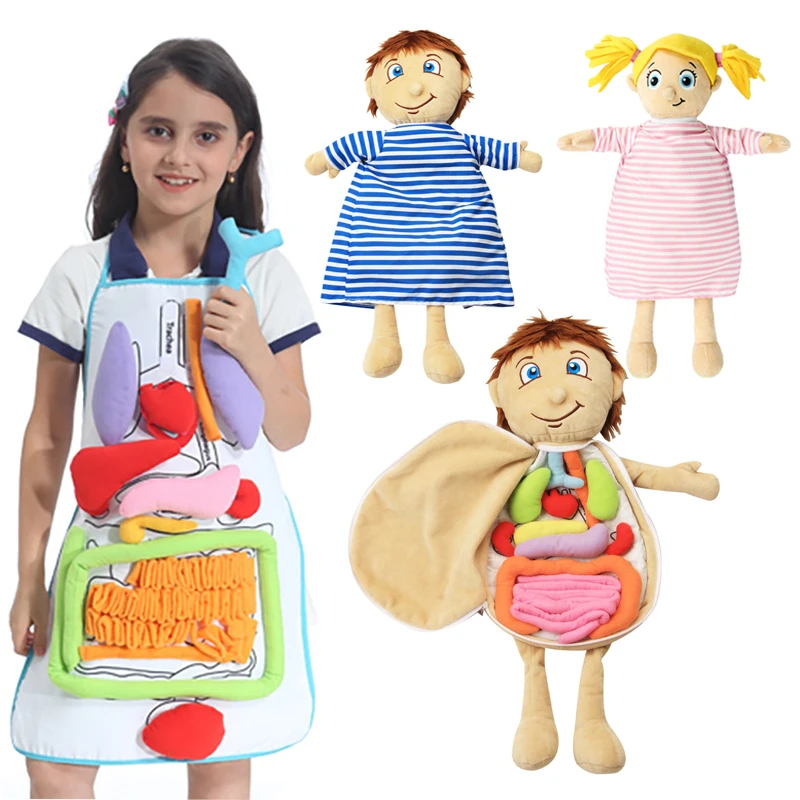 Human-Body-Model-Anatomy-Doll-Soft-Doll-Toy-Anatomical-Medical-Internal ...