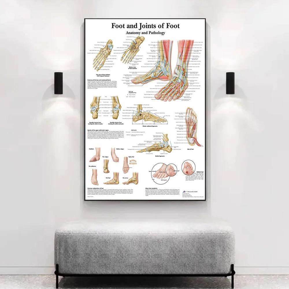 Doctors Office Classroom Decor Foot Joints Of Foot Chart Anatomy ...