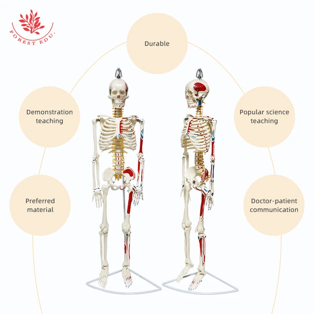 Half Skeleton Half Muscle