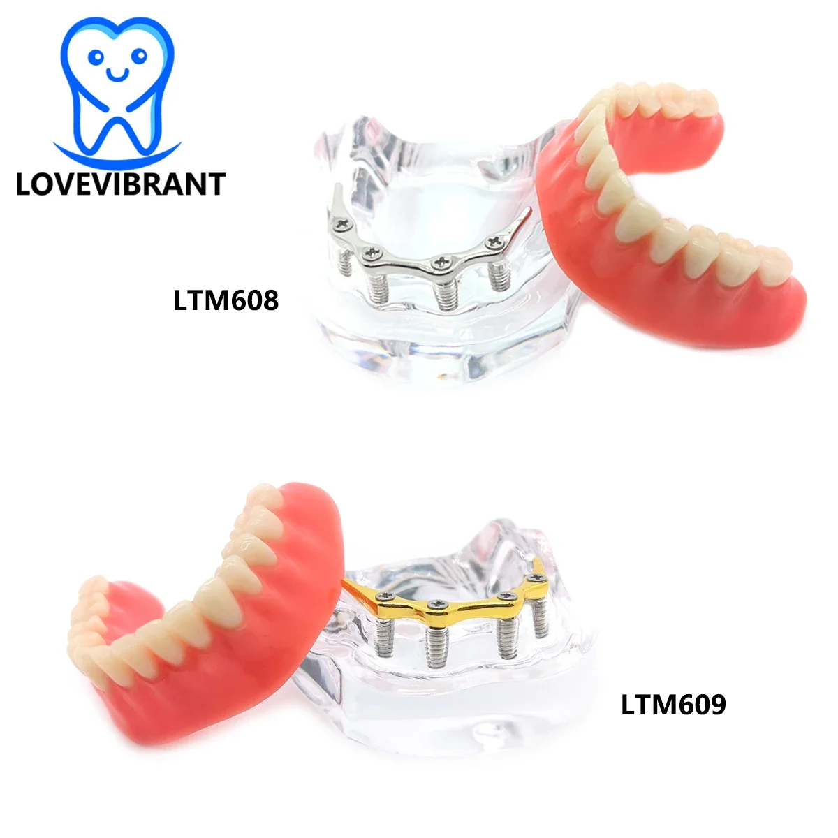 Dental-Teaching-Model-Overdenture-Teeth-Models-Lower-Jaw-Precision ...
