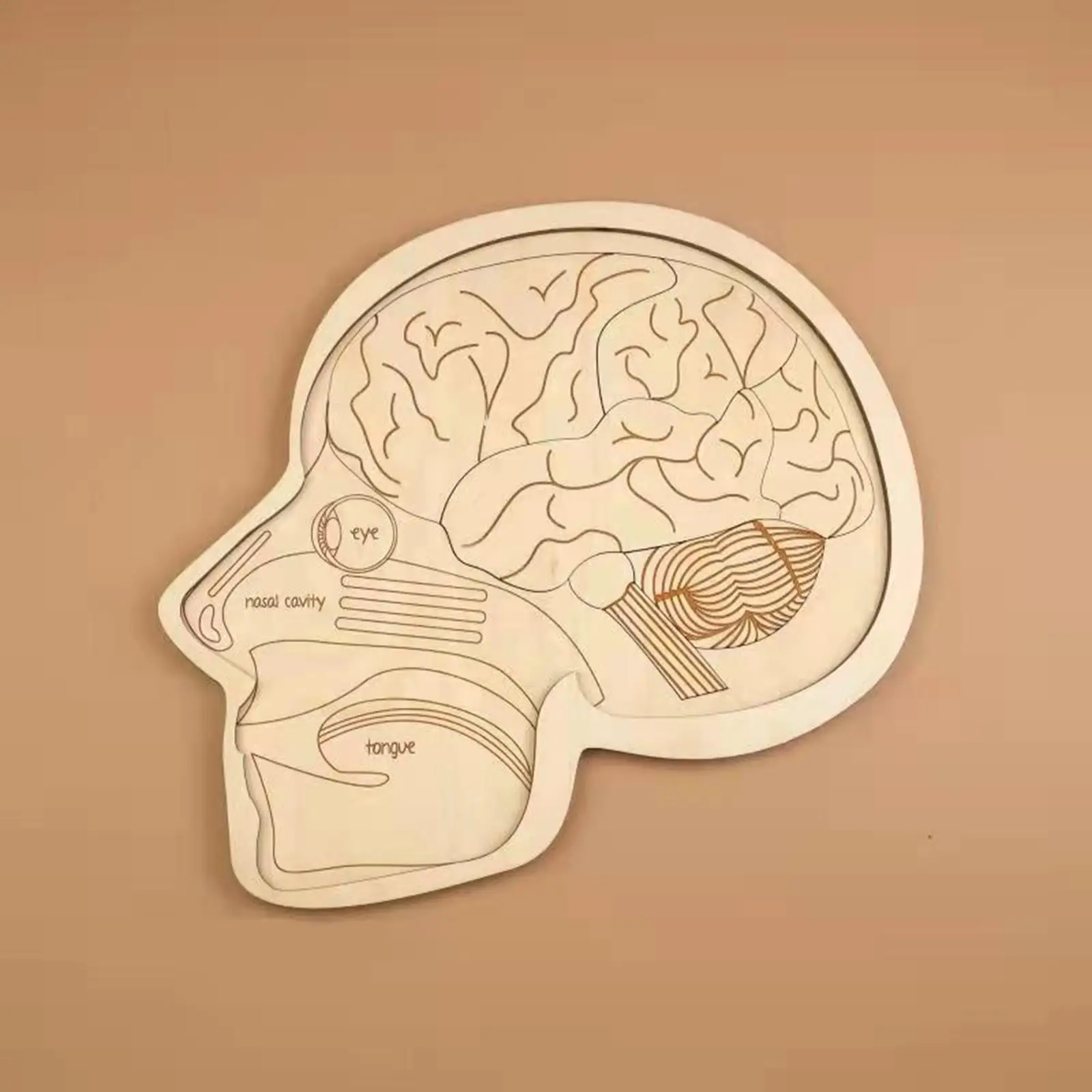 Interactive Brain Model