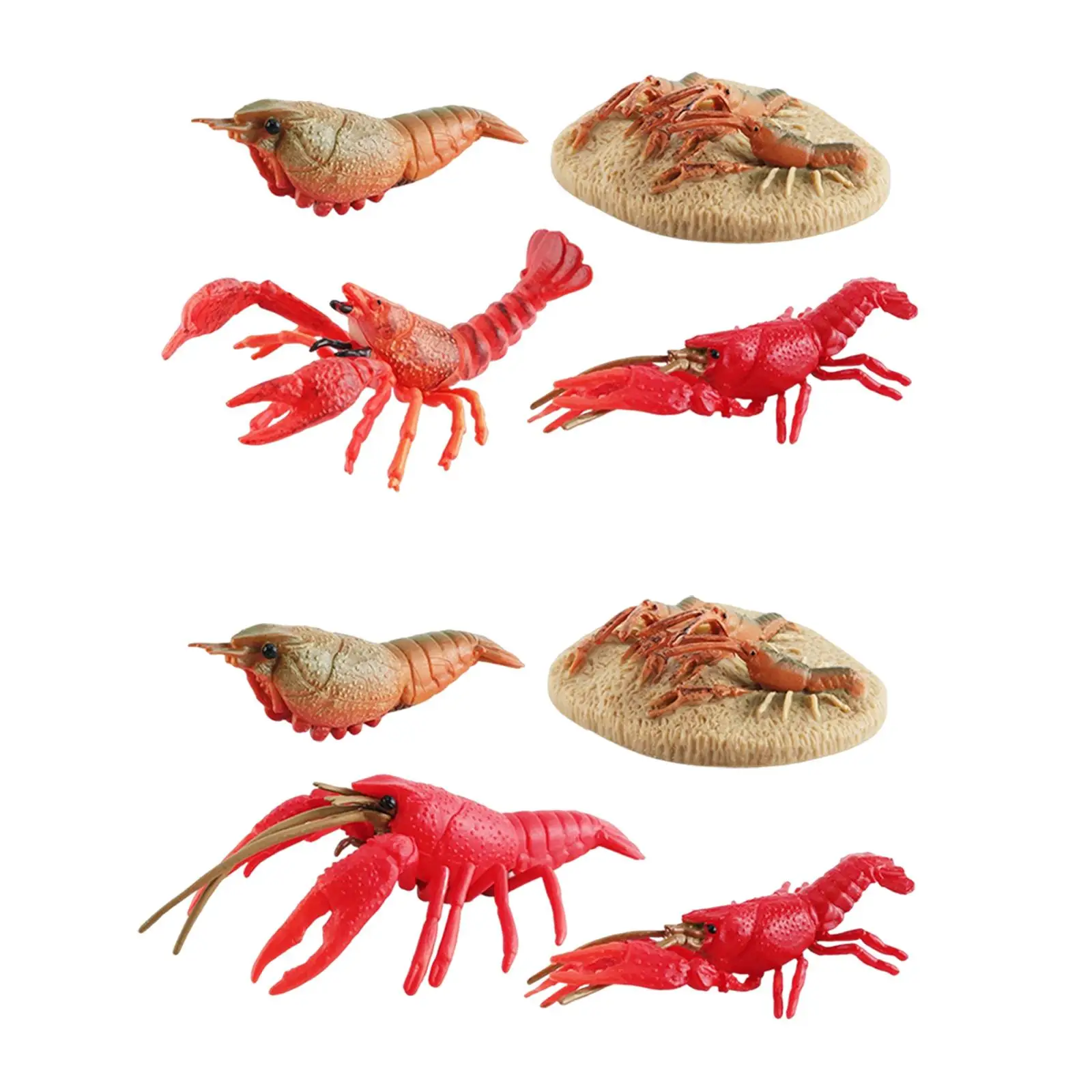 Life Cycle Of A Lobster