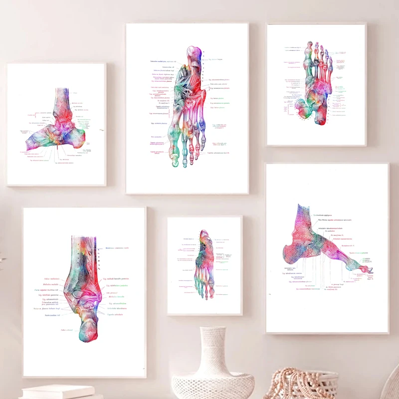 Modern Color Human Anatomy Diagram Medical Skeleton Structure Foot ...
