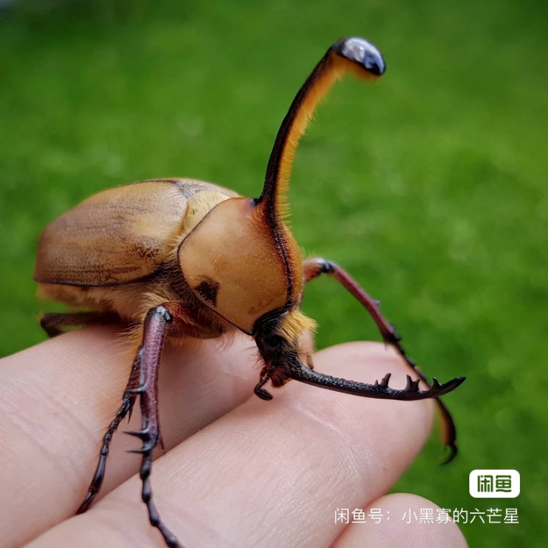 Decoration Accessories | Beetle Decoration | Beetle Package | Insects ...