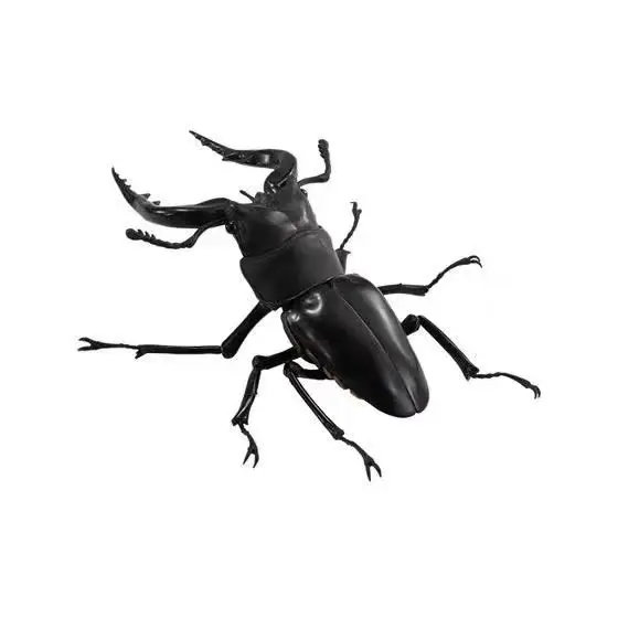 Giant Tailed Stag Beetle