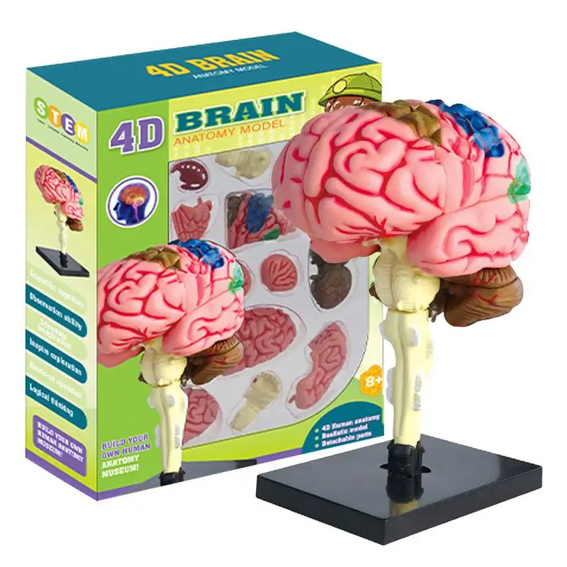 Brain-Anatomical-Teaching-Model-with-Display-Base-DIY-Teaching-Anatomy ...