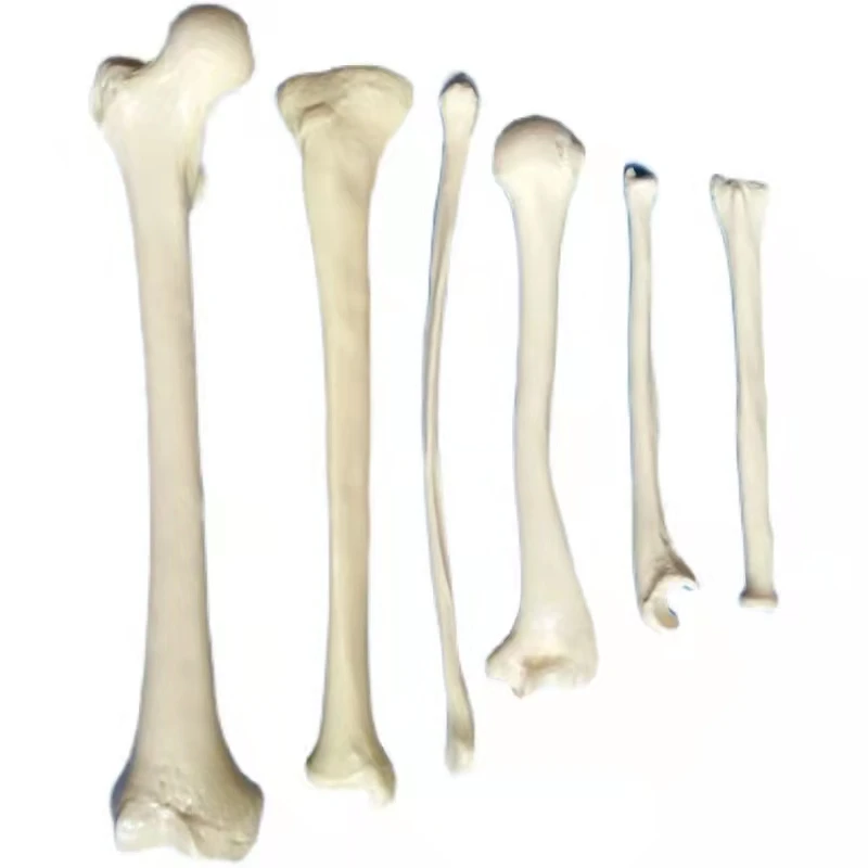 Humerus Femur Shin Tibia Hip Bone Clavicle Radius Perone Fibula Human ...