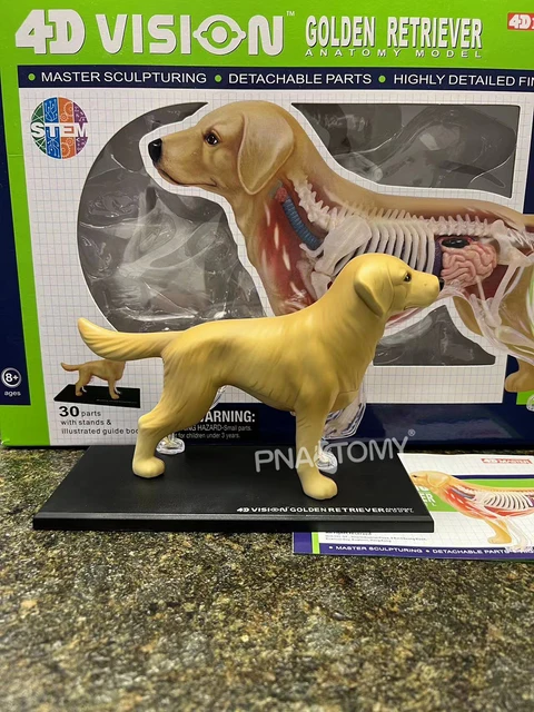 Modelo De Anatomía Canina Complete Canine 3D Anatomy Apps En