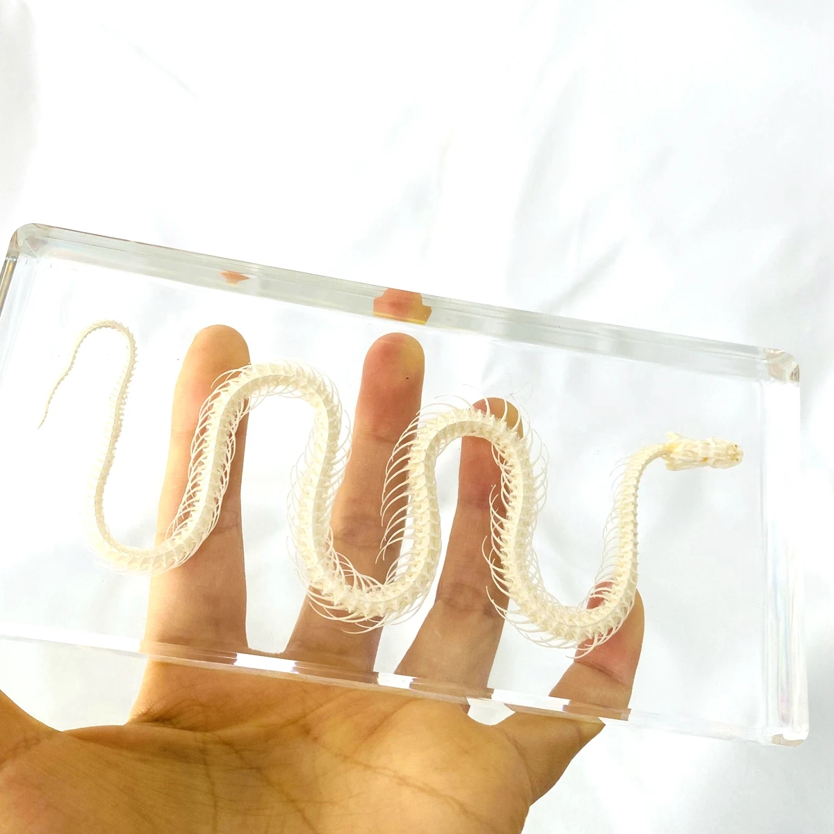 Snake Skeleton Anatomy