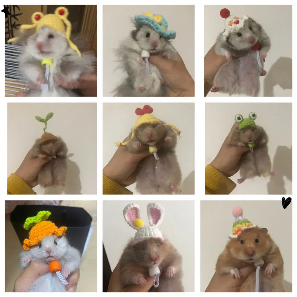 Hamsters With Clothes