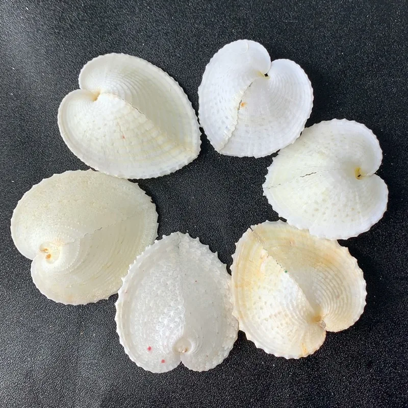 Conus-Geographus-Natural-Conch-Specimens-Fish-Tank-Decorative-Crafts ...