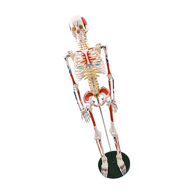 Human Skeleton Model Full Size