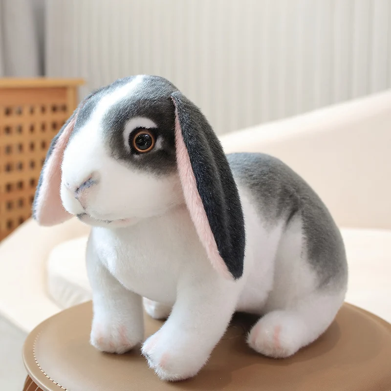 Baby Black And White Lop Eared Rabbit