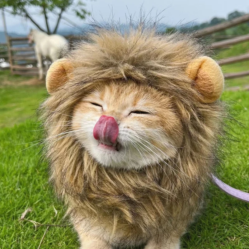 Lion Costume For Cats