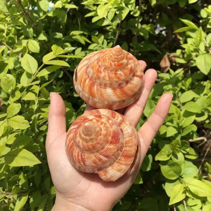 Tower-Snail-Natural-Shell-Conch-Red-Wengrong-Snail-Fish-Tank-Aquarium ...