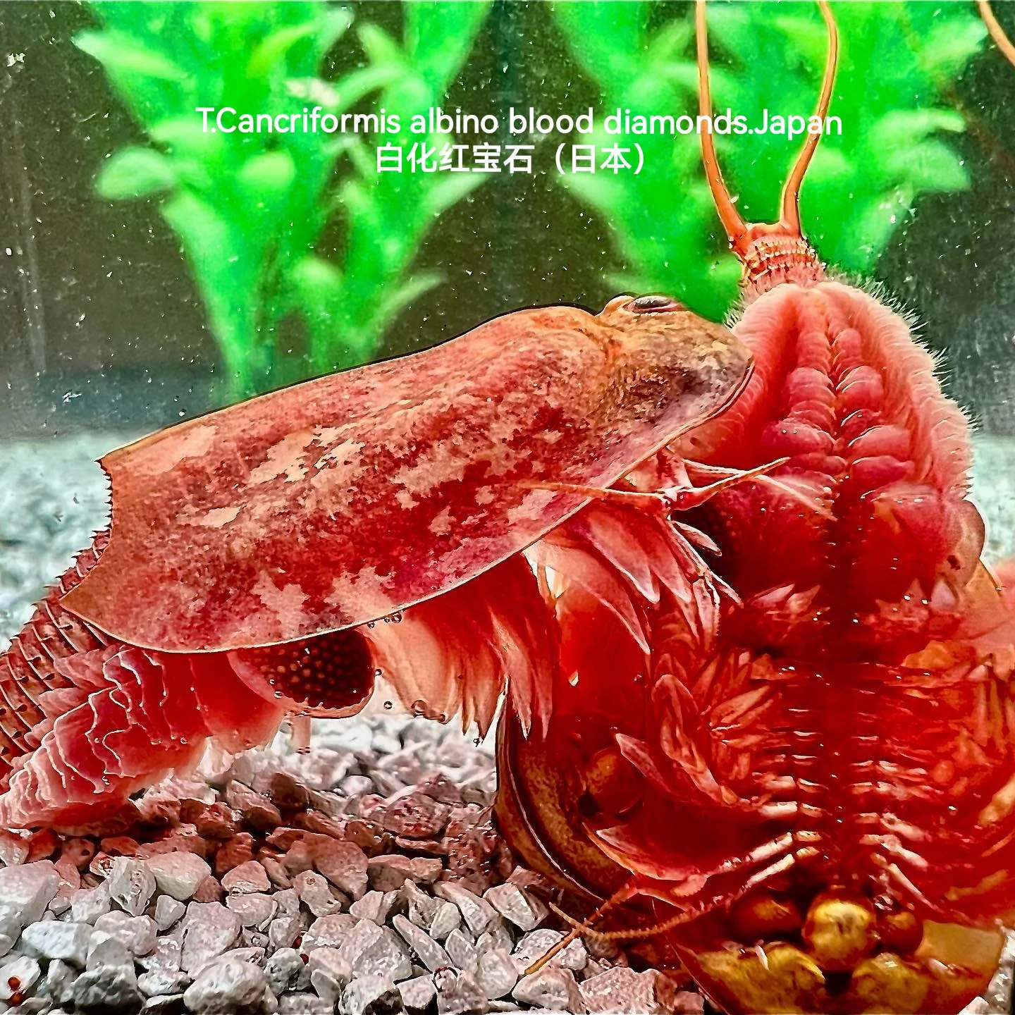 Triops Laying Eggs