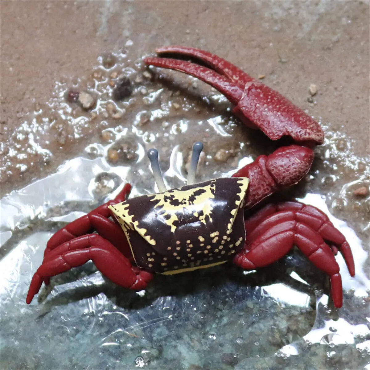 Fiddler Crab Pet