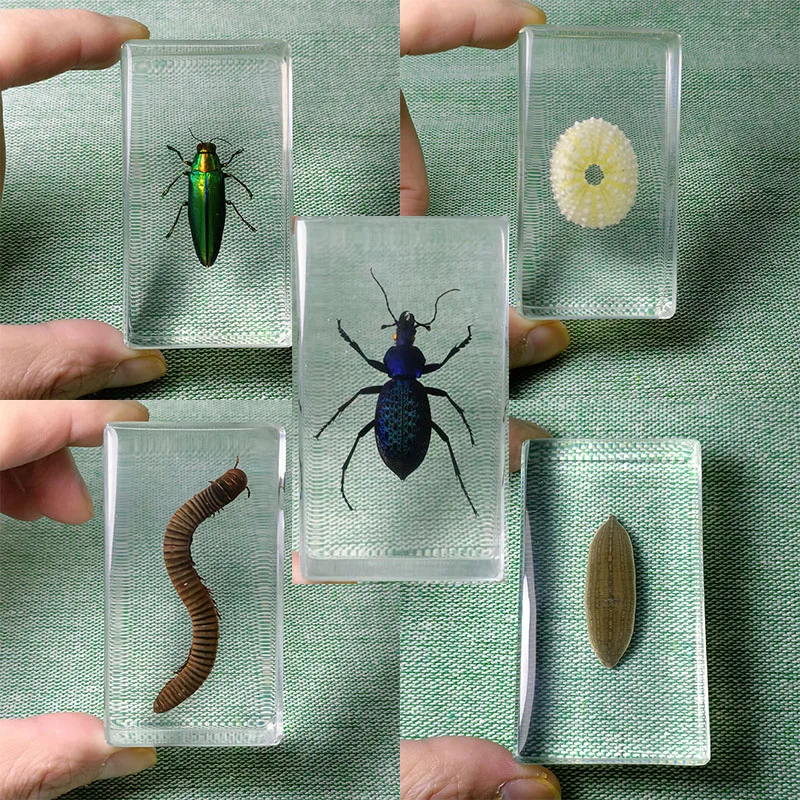 New-Insects-Specimens-Resin-Wrapped-In-Variety-Real-Insects-Suitable ...