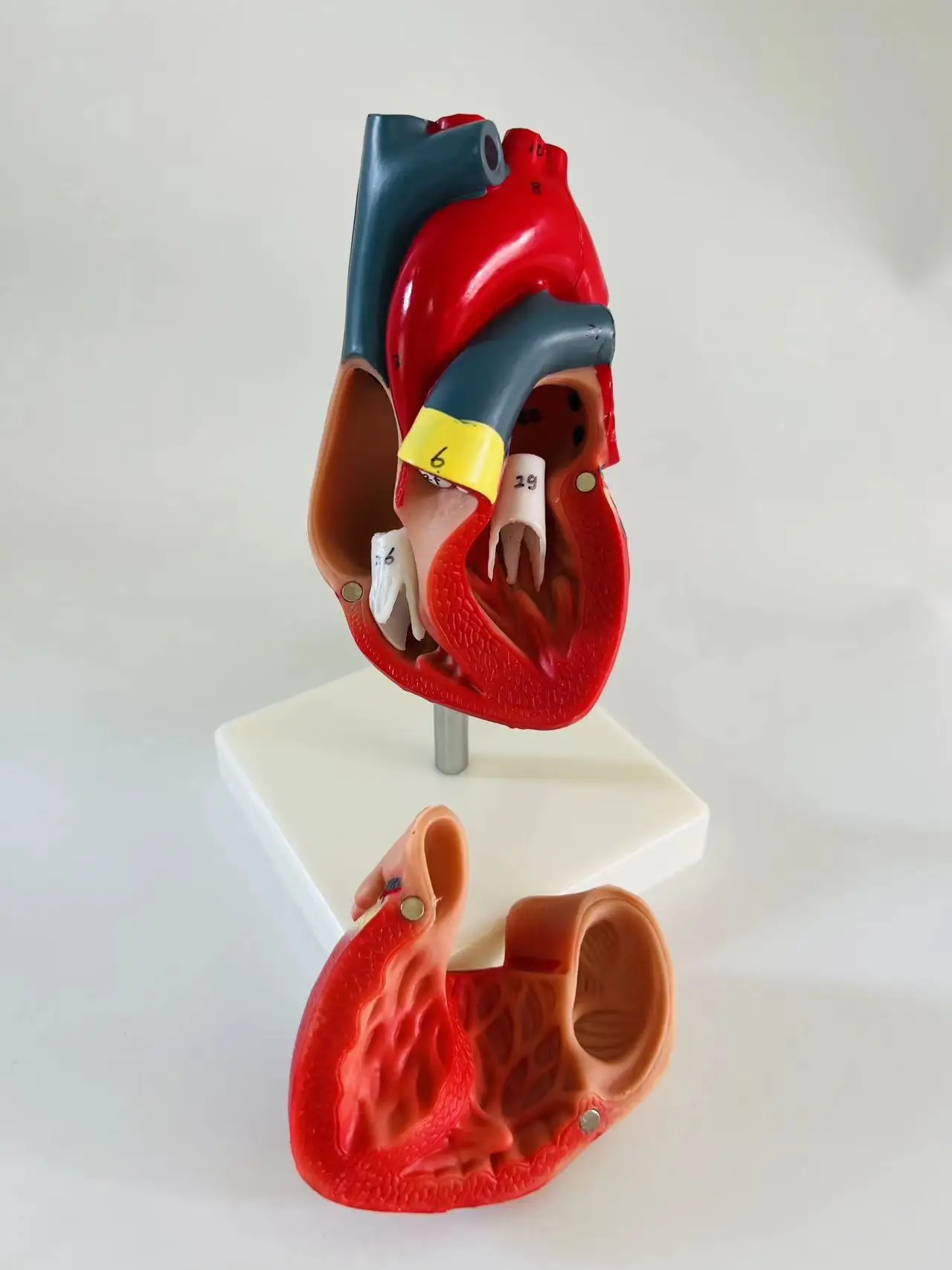 Human-Heart-Model-2-Part-Deluxe-Life-Size-Human-Heart-Replica-With-34 ...
