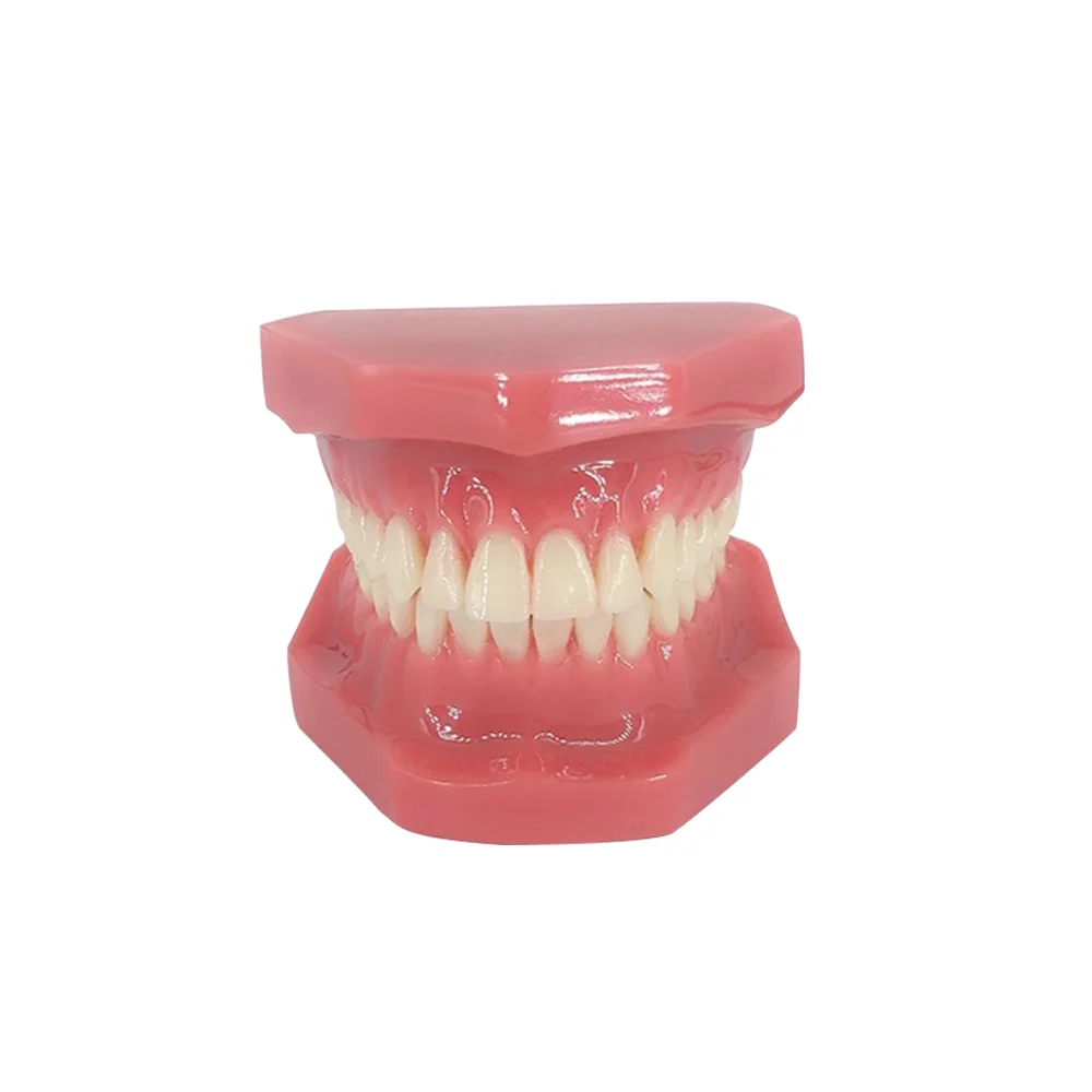 New Dental Teeth Model For Studying Teaching Education Normal Adult ...