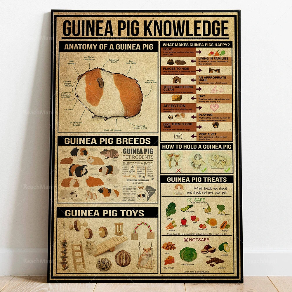 Guinea-Pig-Knowledge-Vintage-Poster-Guinea-Pig-Gift-Guinea-Pig-Wall-Art ...
