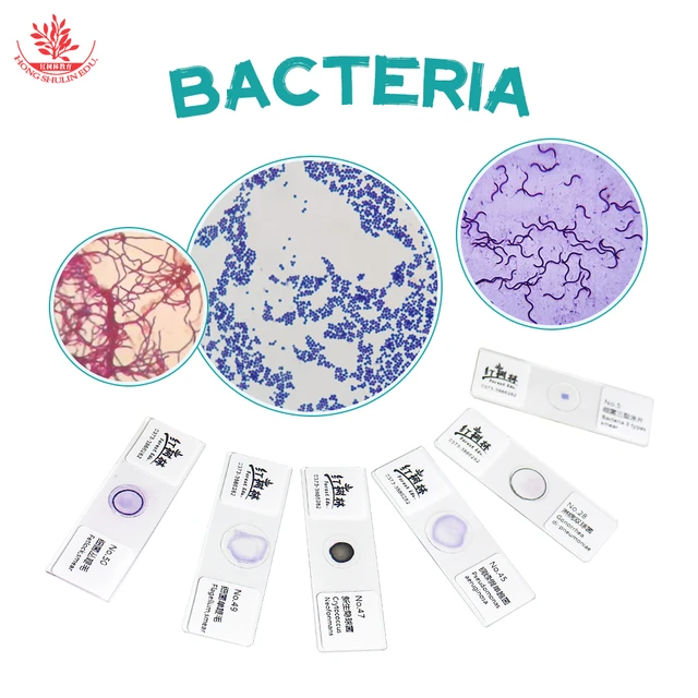 Bacterial Cell Microscope Slide