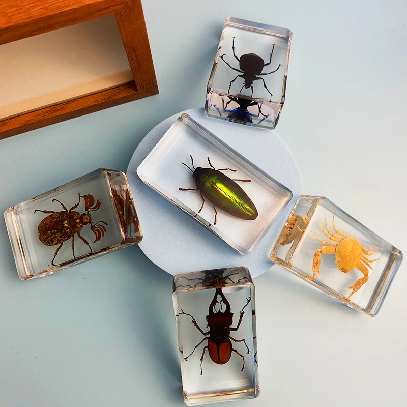 Children's Real Insect Specimens Resin Amber Cicada Cicada Centipede ...