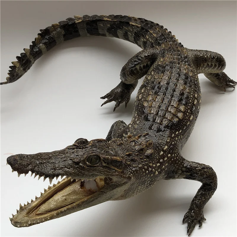 1Pcs Crocodile, Animal Collectibles Small Ornaments Decorations Crafts ...