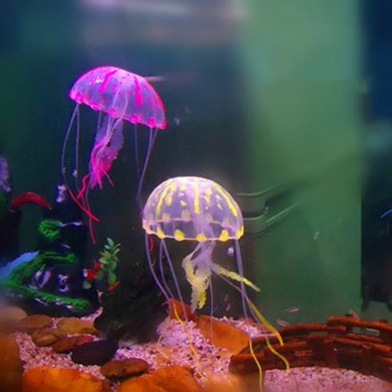Box Jellyfish Aquarium
