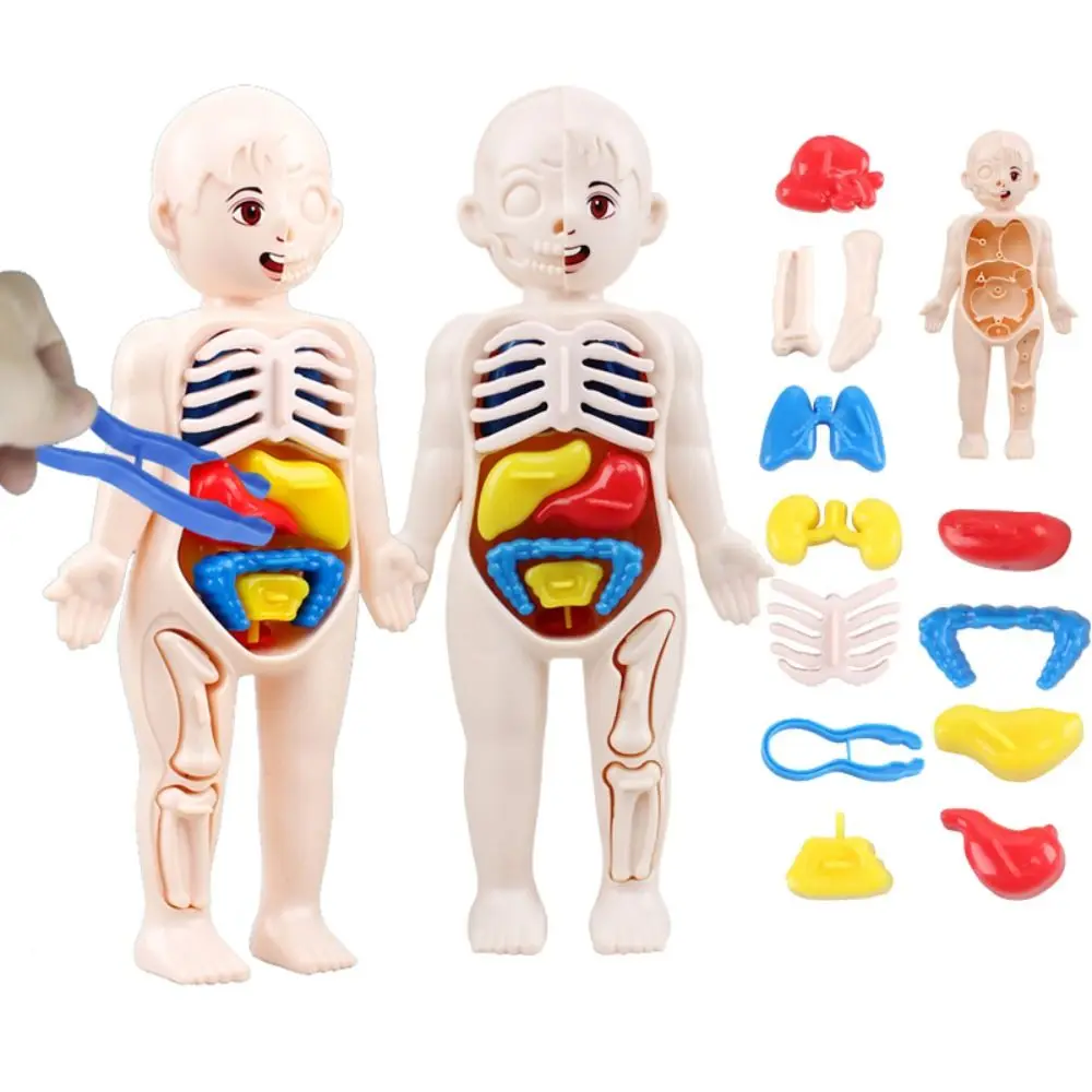 14-Piece-Set-Education-Human-Body-Organ-Model-Toys-Learning-Organs-Toys ...