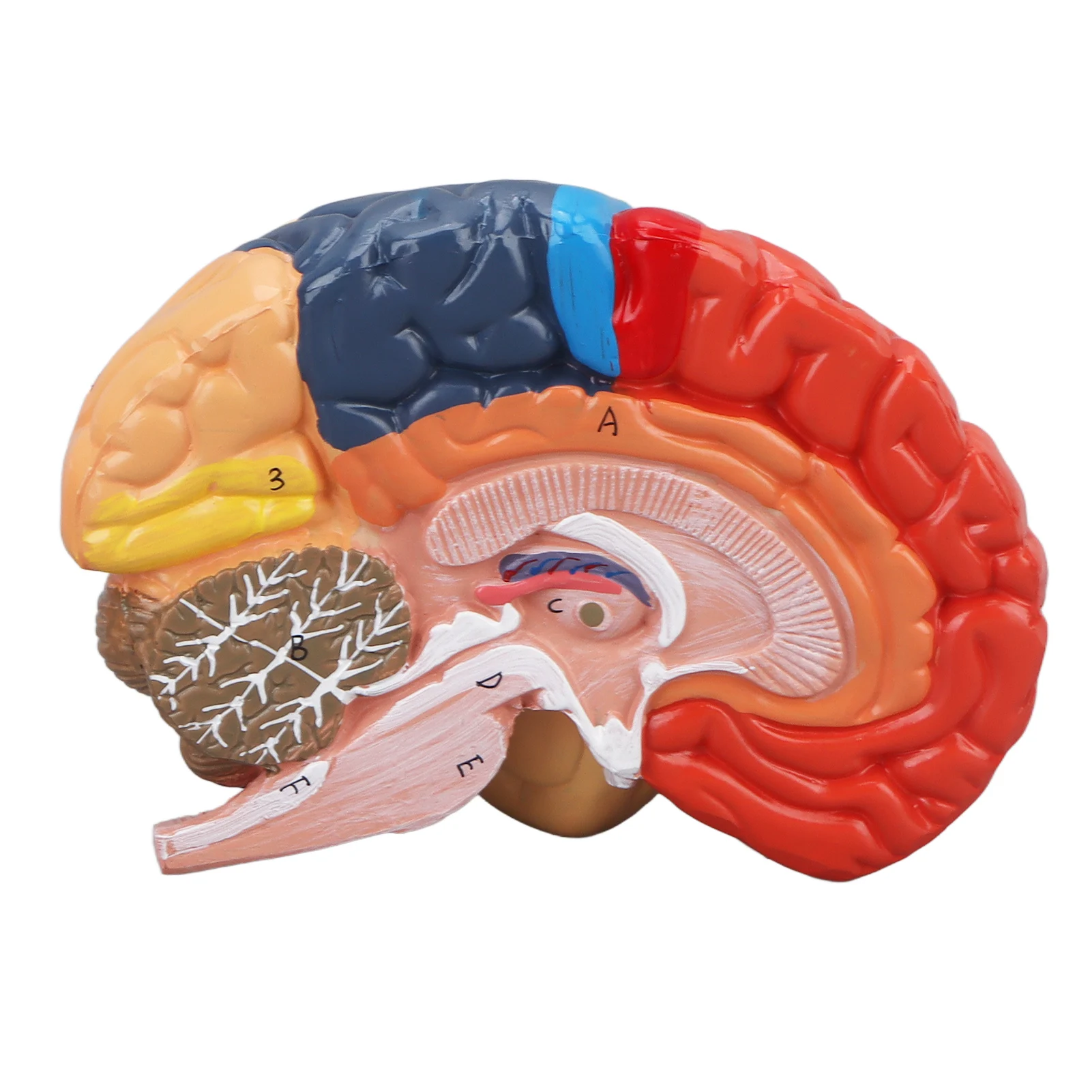 Anatomical-Human-Brain-Model-Cerebral-Artery-Color-Partitioned-Left ...