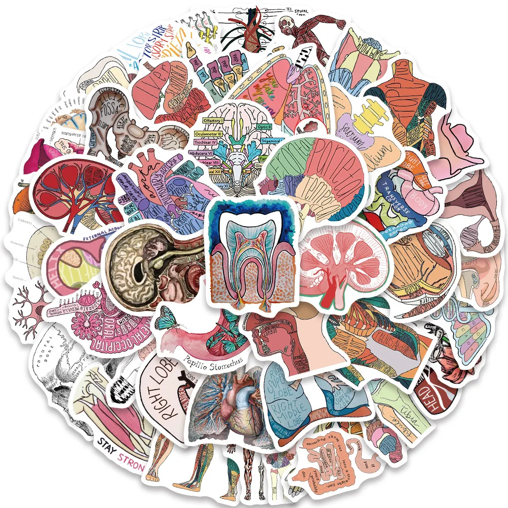 10-50Pcs-Cartoon-Creative-Anatomy-Stickers-Human-Organs-Graffiti-PVC ...