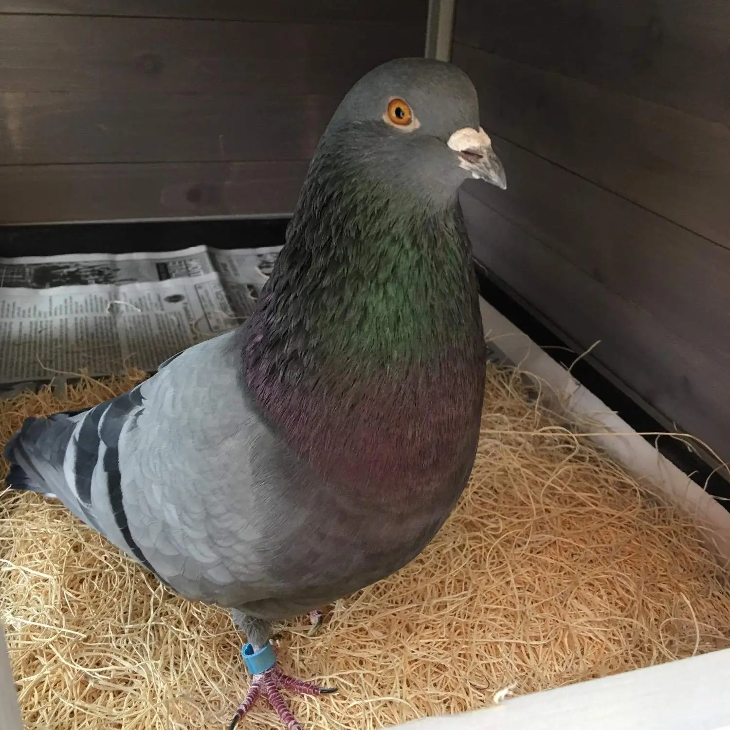 Natural Grass Chicken Nest Filling – Tranquil Home Store