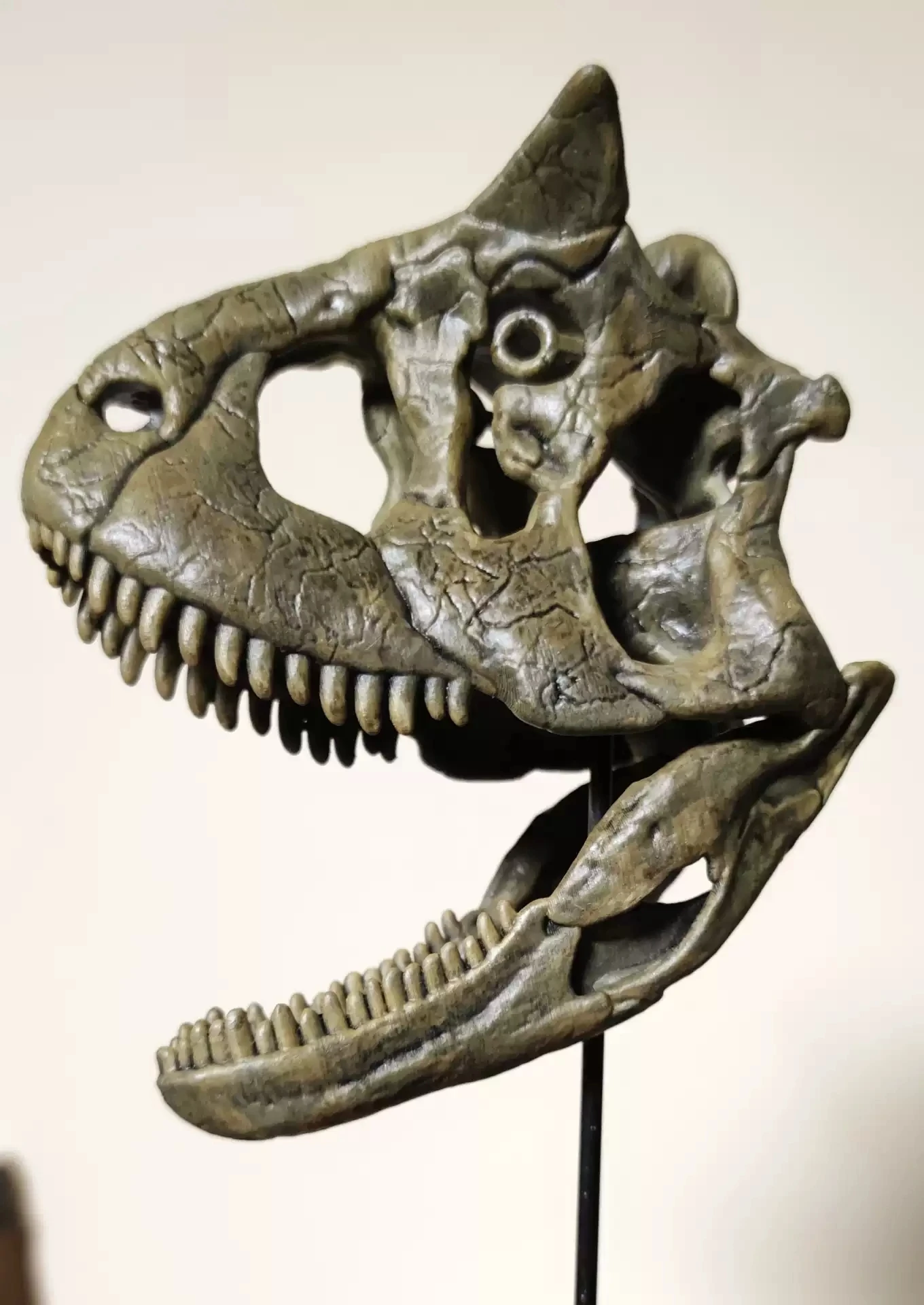 Carnotaurus Skeleton