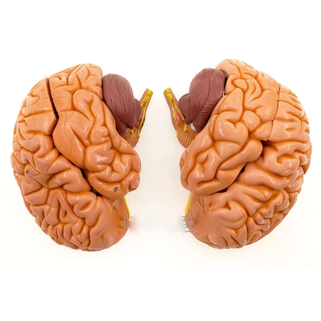 Unhealthy Human Brain